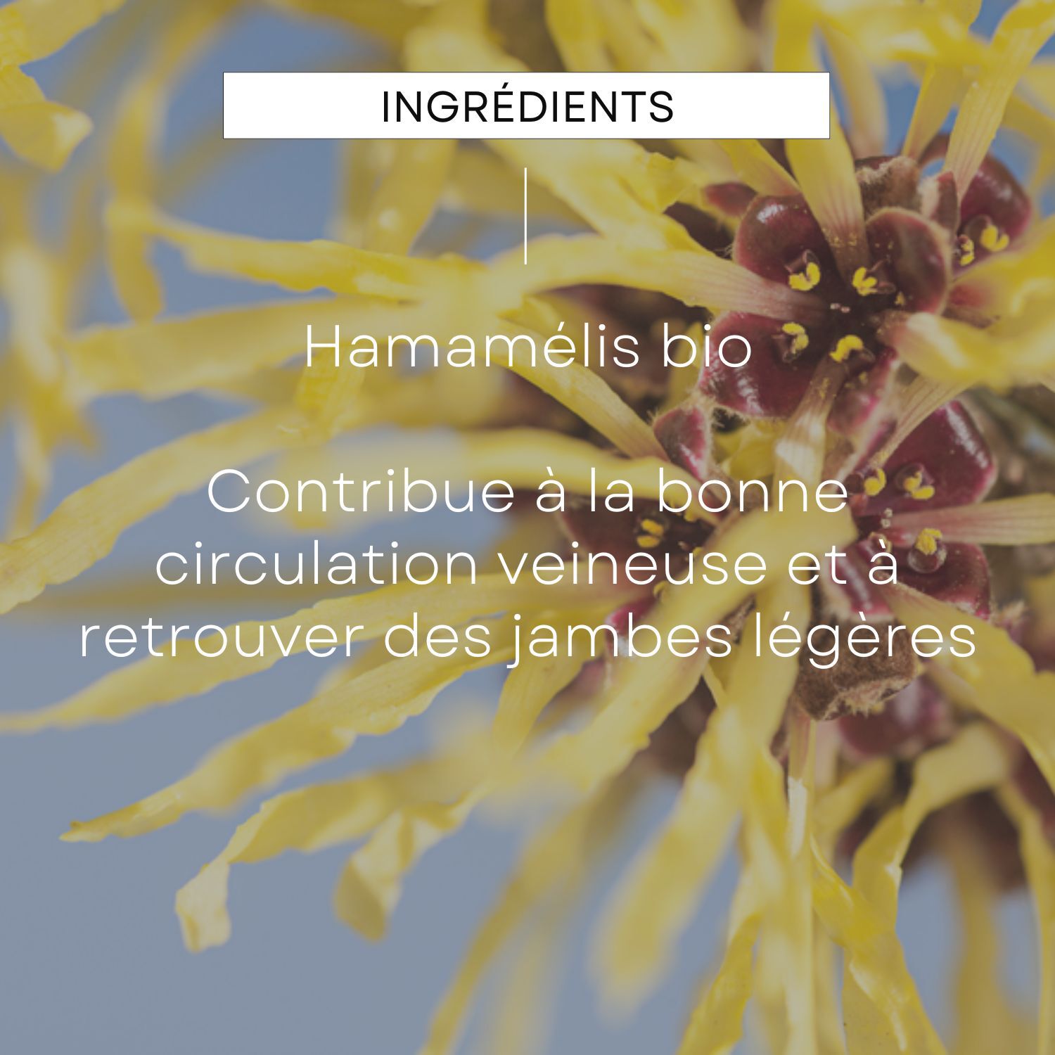 EPB® Hamamélis Bio - Circulation, Complément Alimentaire 100 ml ...