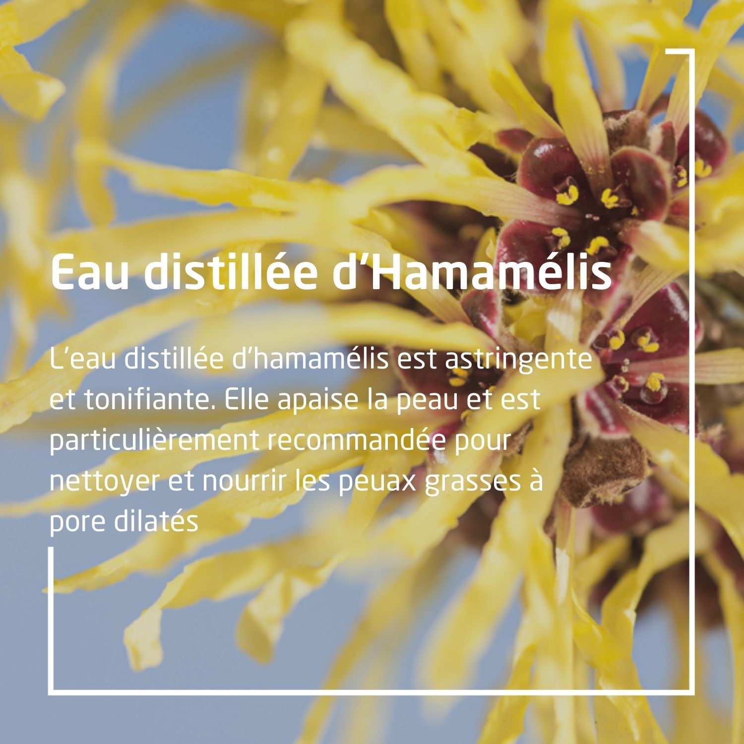 Hamamélis, Mouse Nettoyante Douceur - Peaux Normales à Mixtes - 150 ml ...